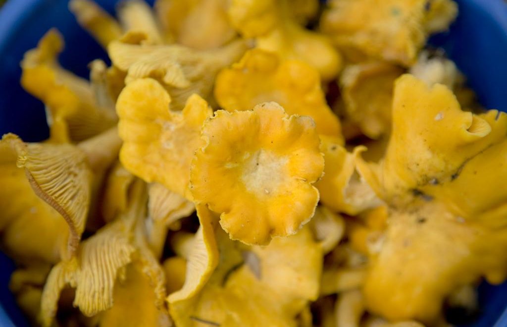 Kantarellisalaatti | Martat