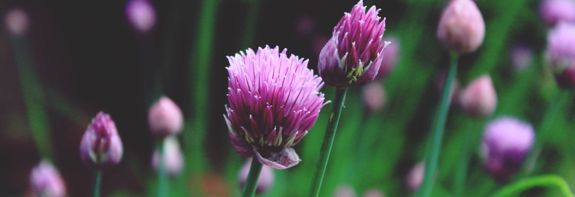 Ruohosipuli | Martat