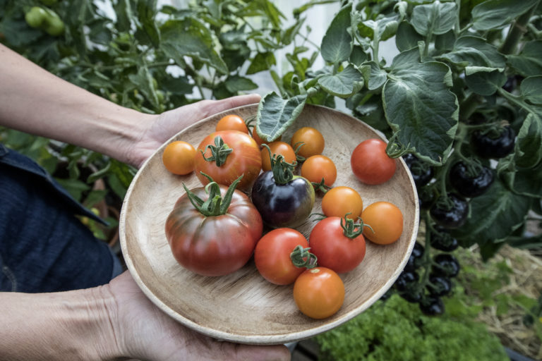 Tomaatin kasvatus | Martat