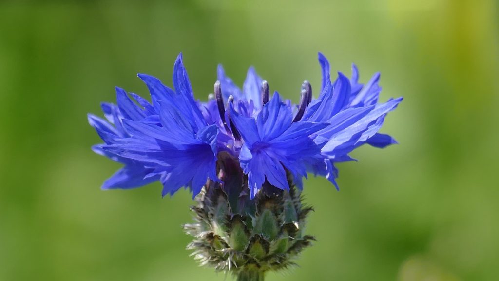 Kylvökukat | Martat