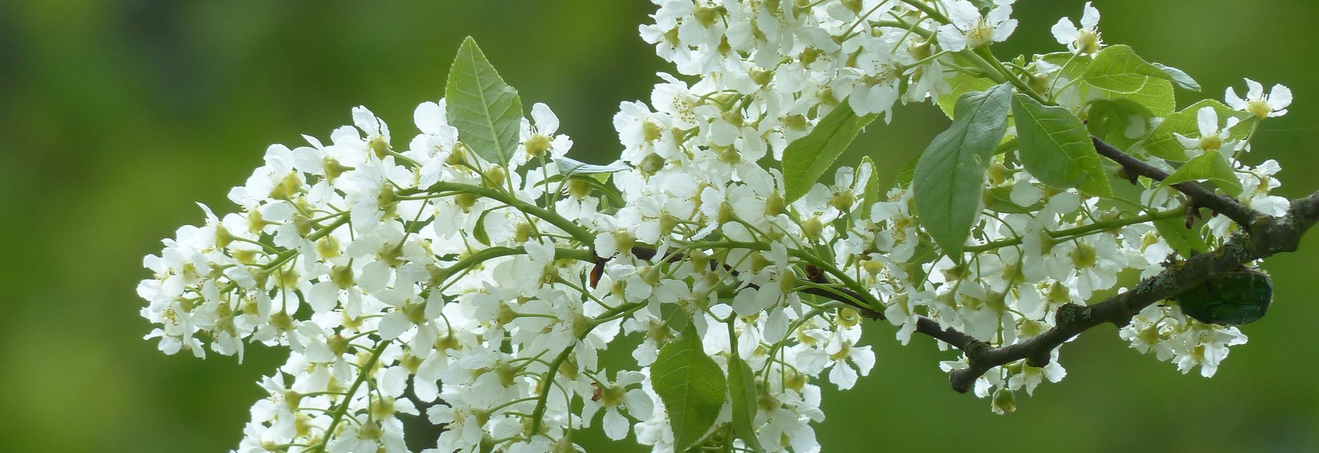 Tuoksuva tuomi | Martat