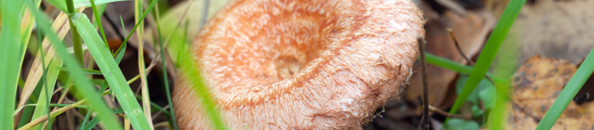 Karvarousku | Martat