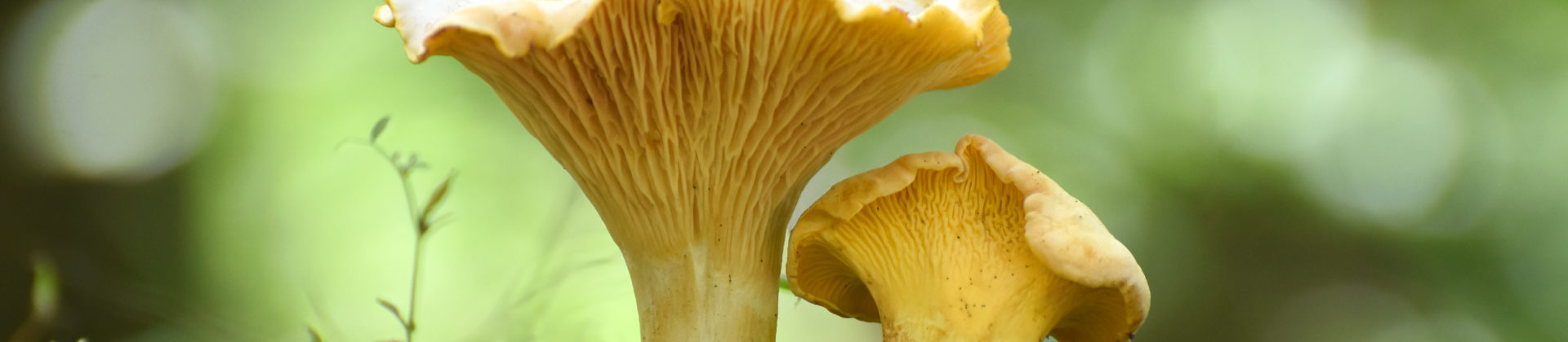 Sienten pakastus | Martat