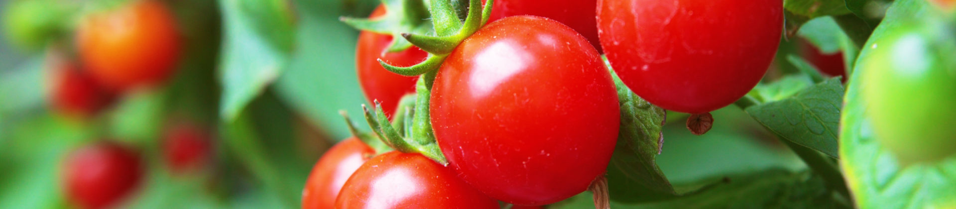 Tomaatin kasvatus | Martat