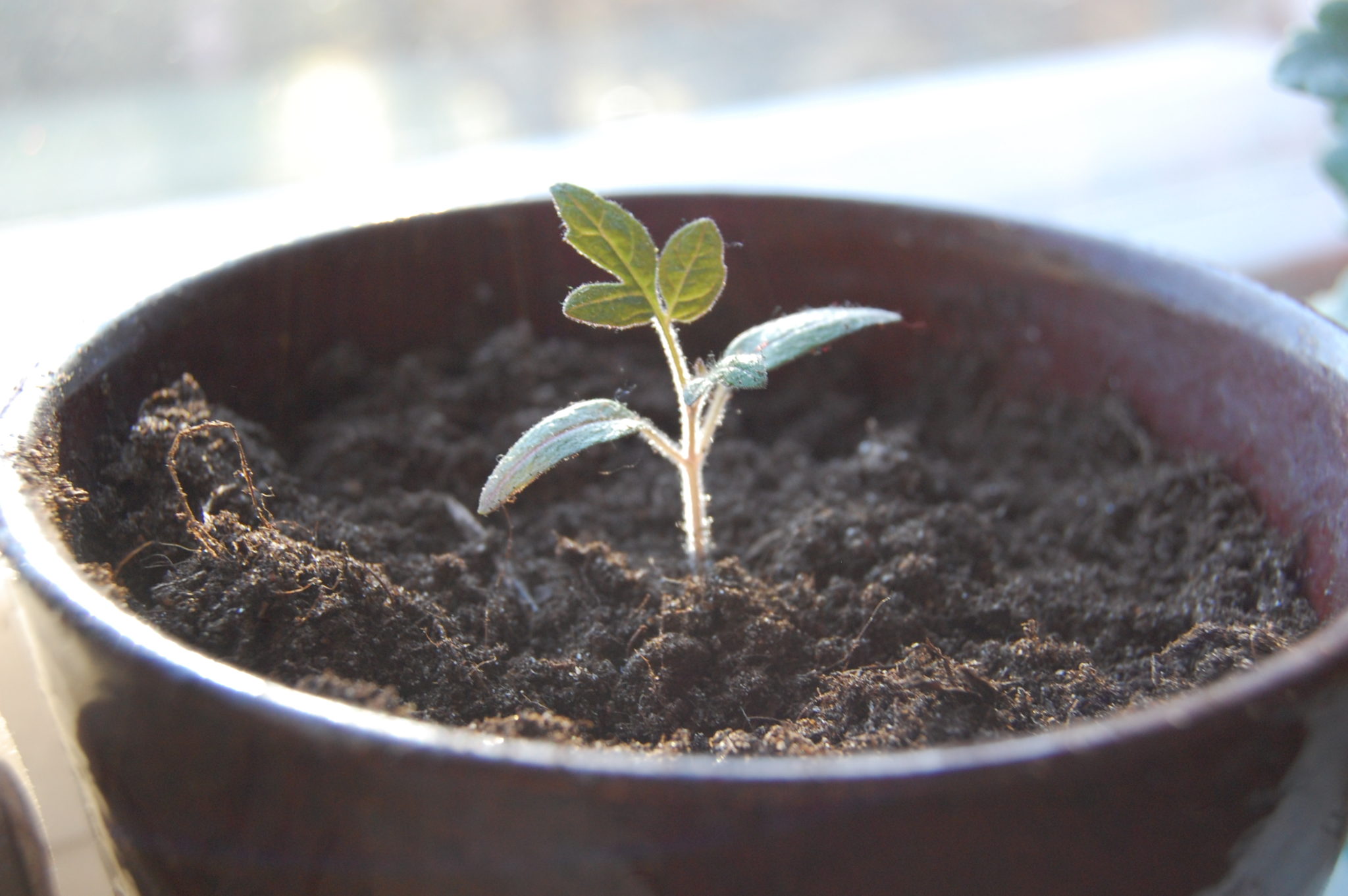 Tomaatin kasvatus | Martat