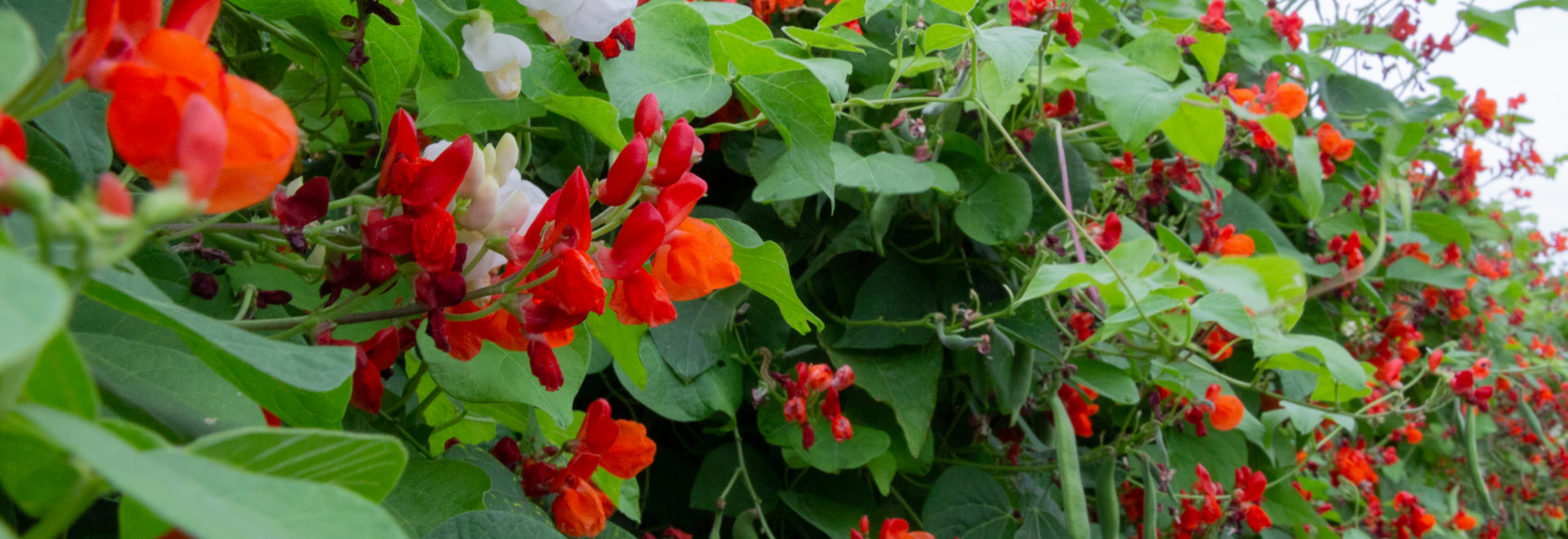 Ruusupavun kasvatus | Martat