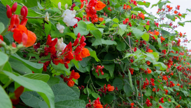 Kylvökukat | Martat