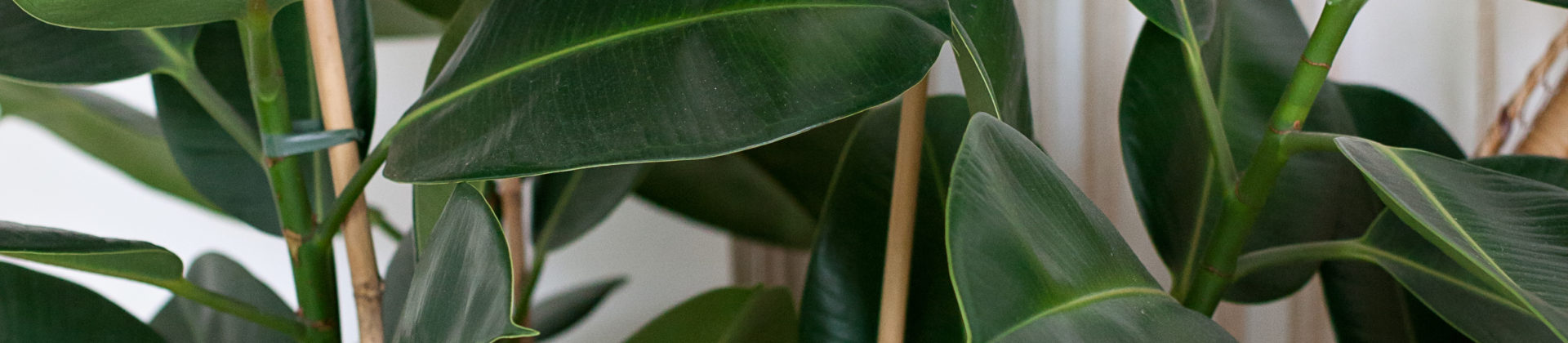 Kumiviikuna, fiikus | Martat