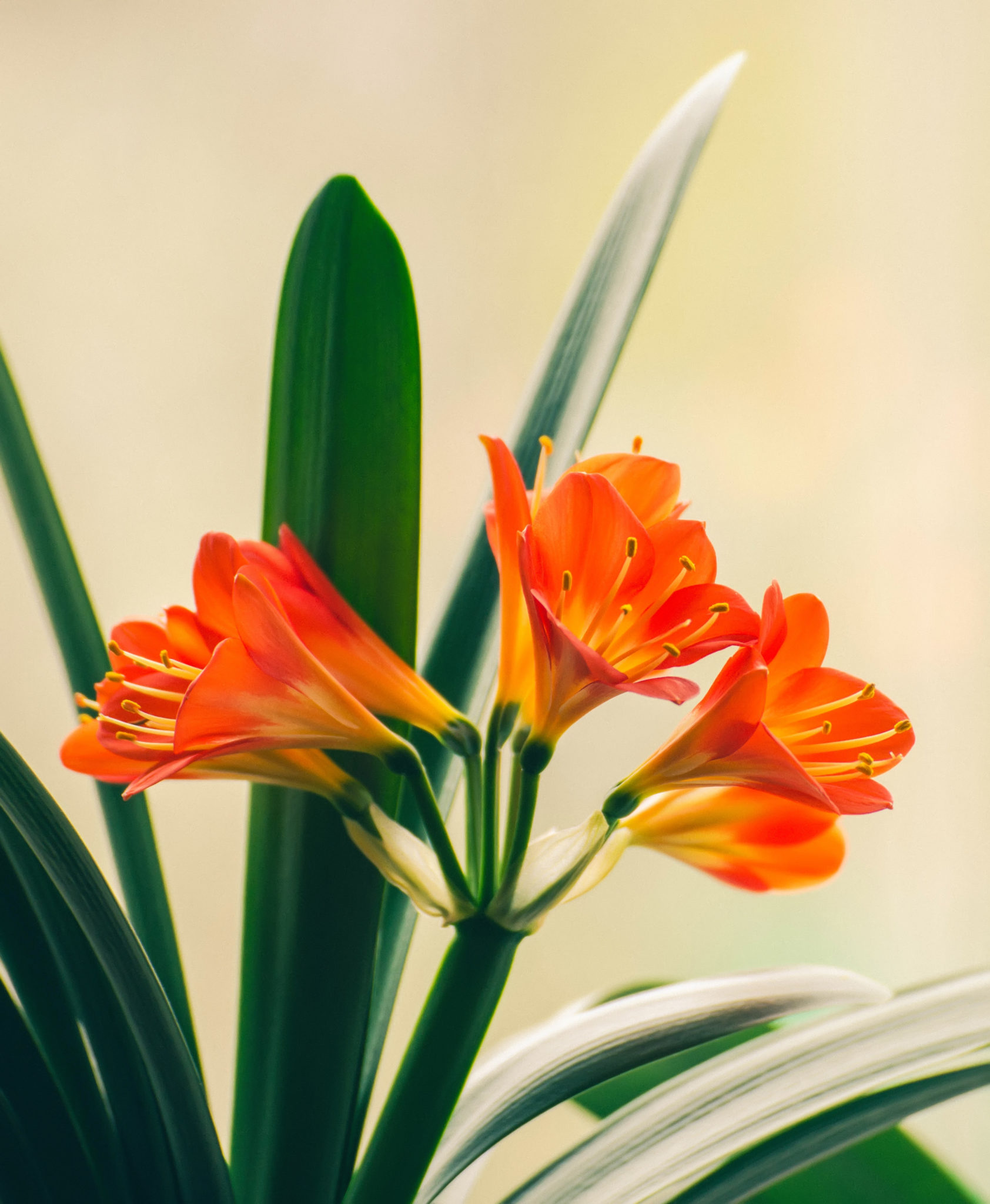 Kliivia eli punasarja | Martat