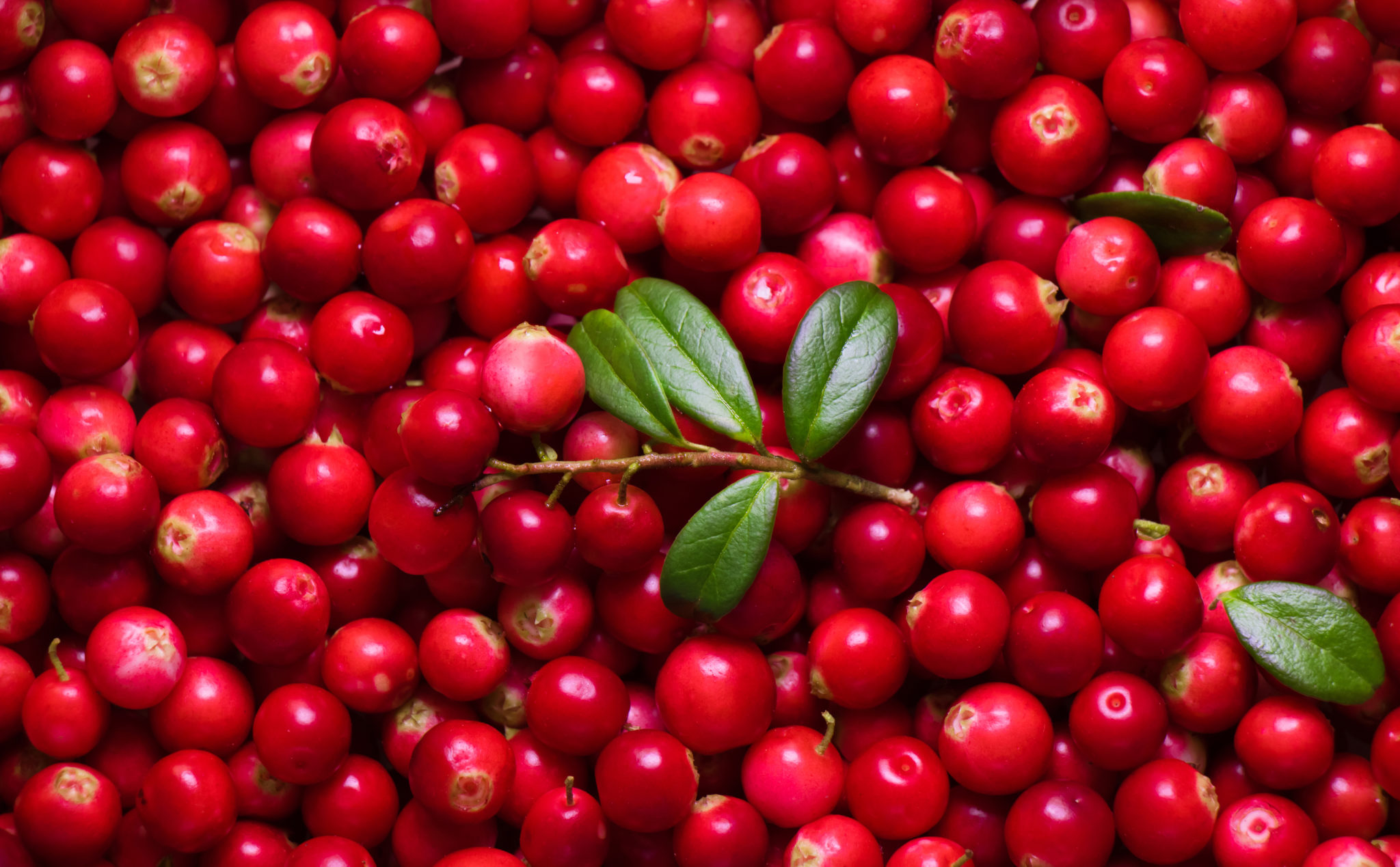 Vuoden 2023 luonnontuotteet ovat puolukka, haaparouskut ja poimulehti ...