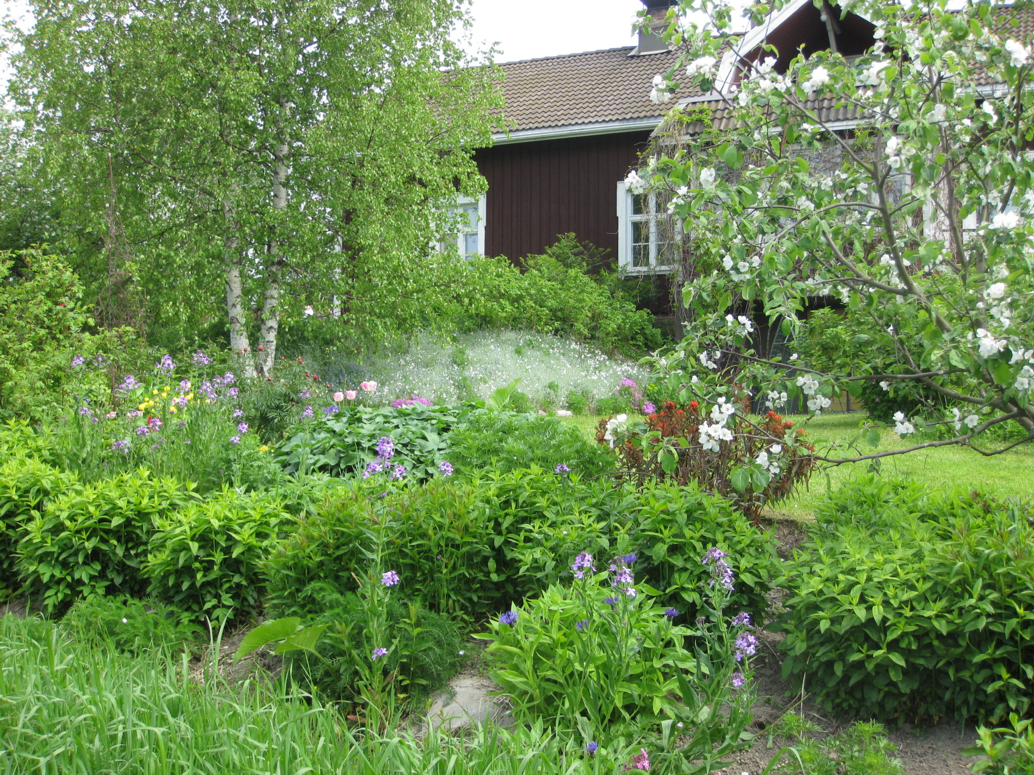 Tarhaomenapuu ’Pirja’ | Martat