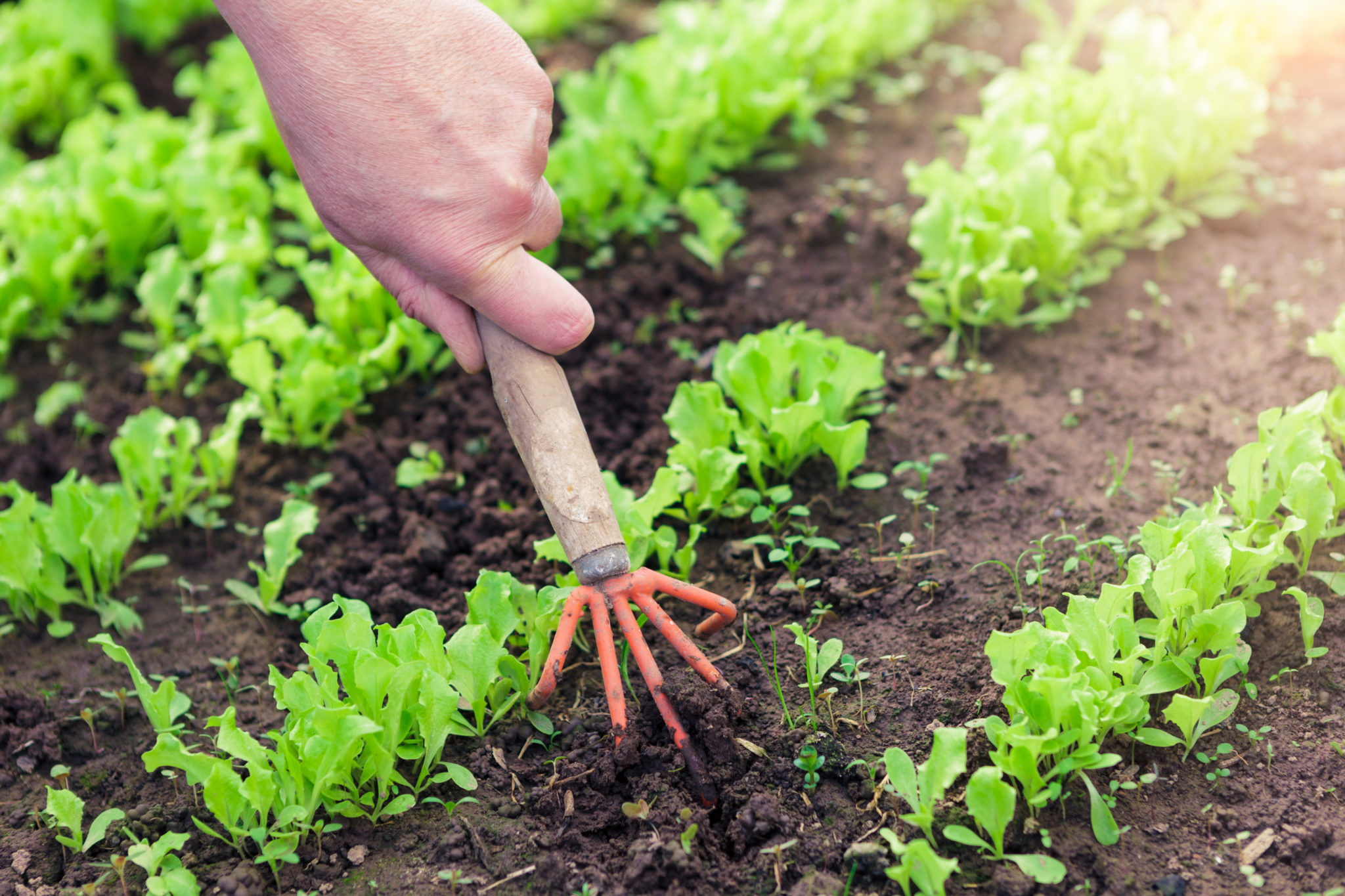 Rikkakasvien torjunta | Martat