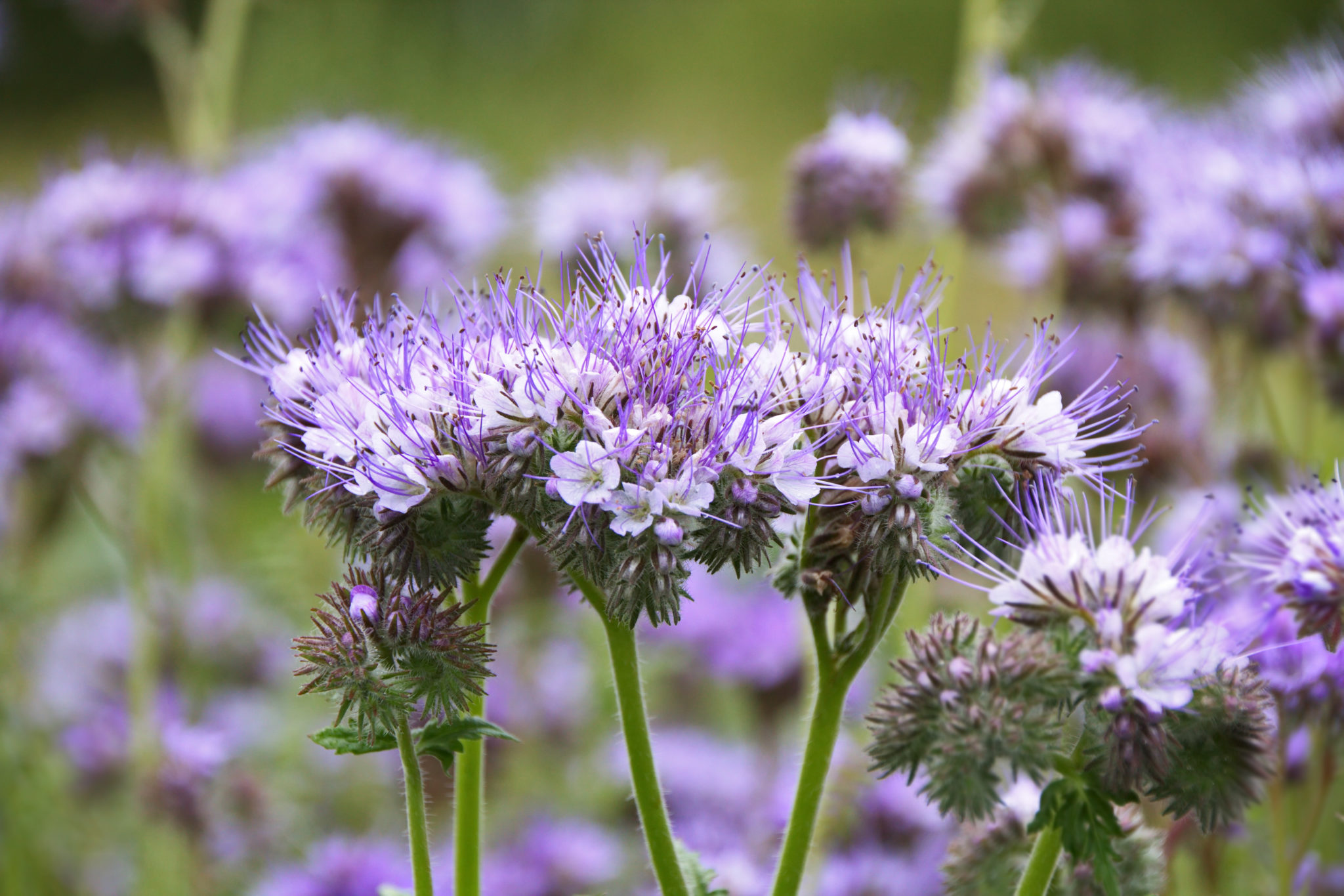 Rikkakasvien torjunta | Martat