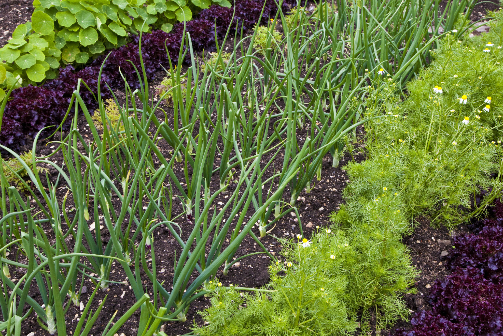 Kasvimaan perustaminen | Martat