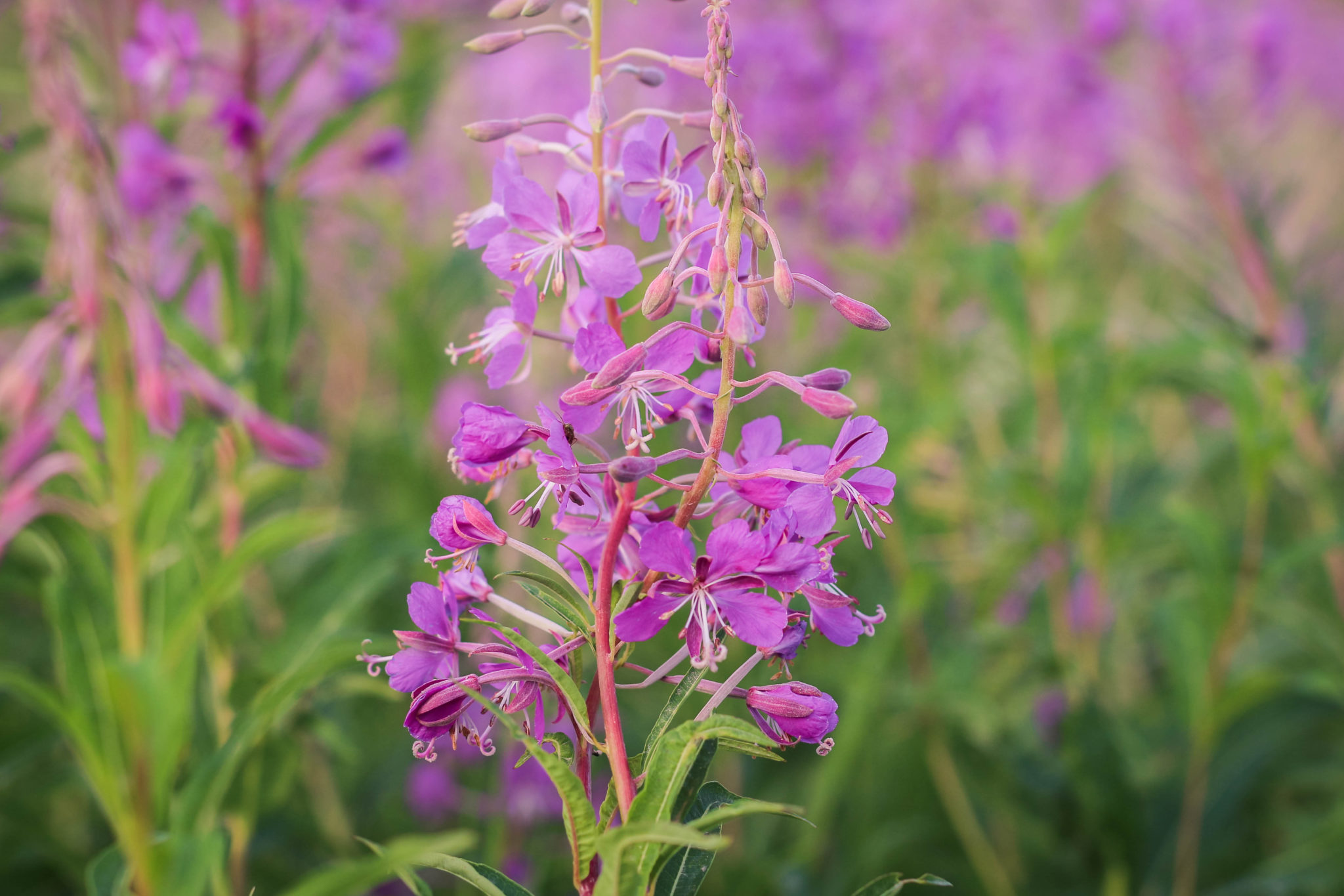 Rosebay willowherb | Martat