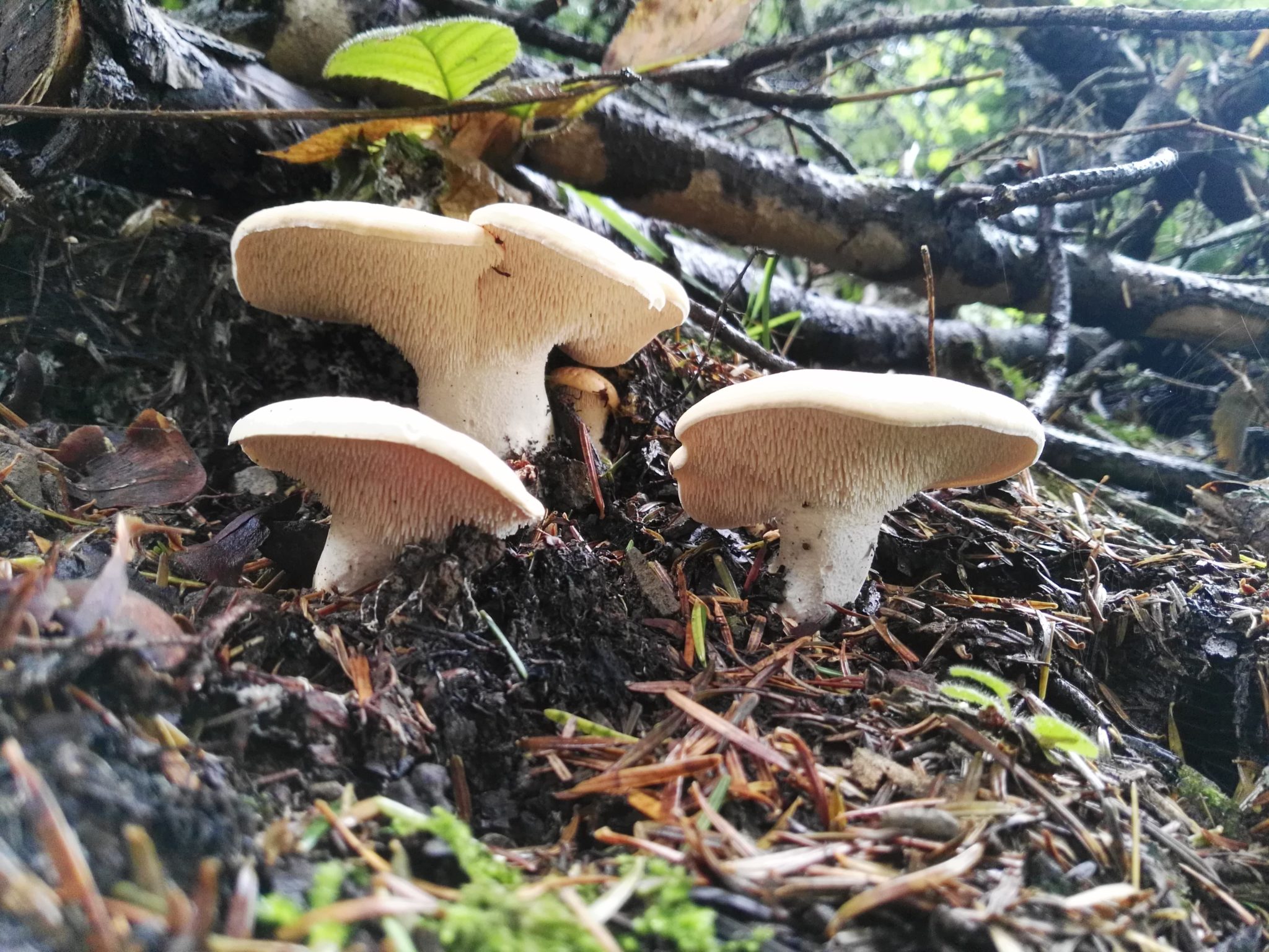 Hydnoid fungi | Martat