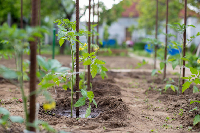 Tomaatin kasvatus | Martat