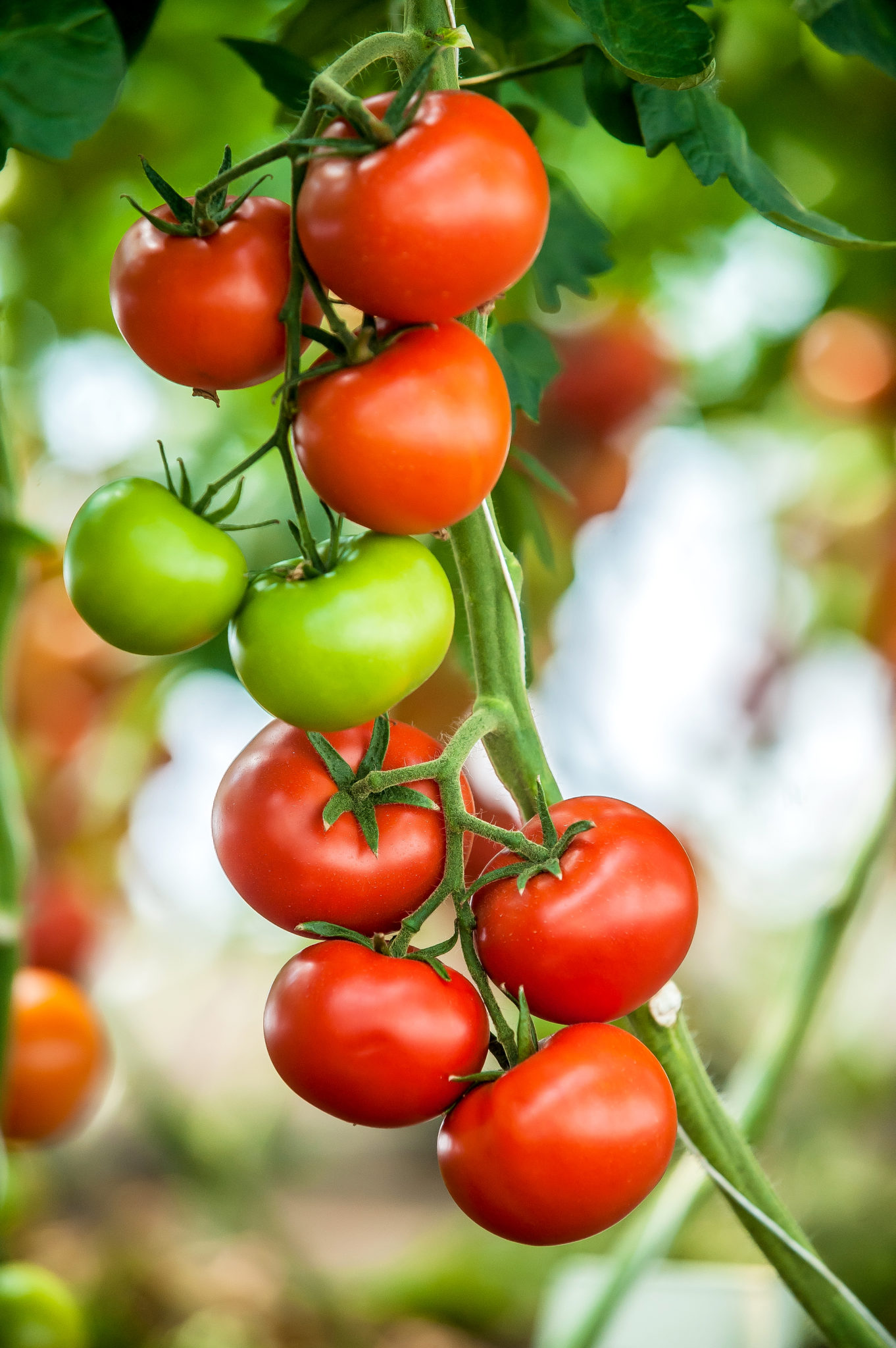 Tomaatin kasvatus | Martat