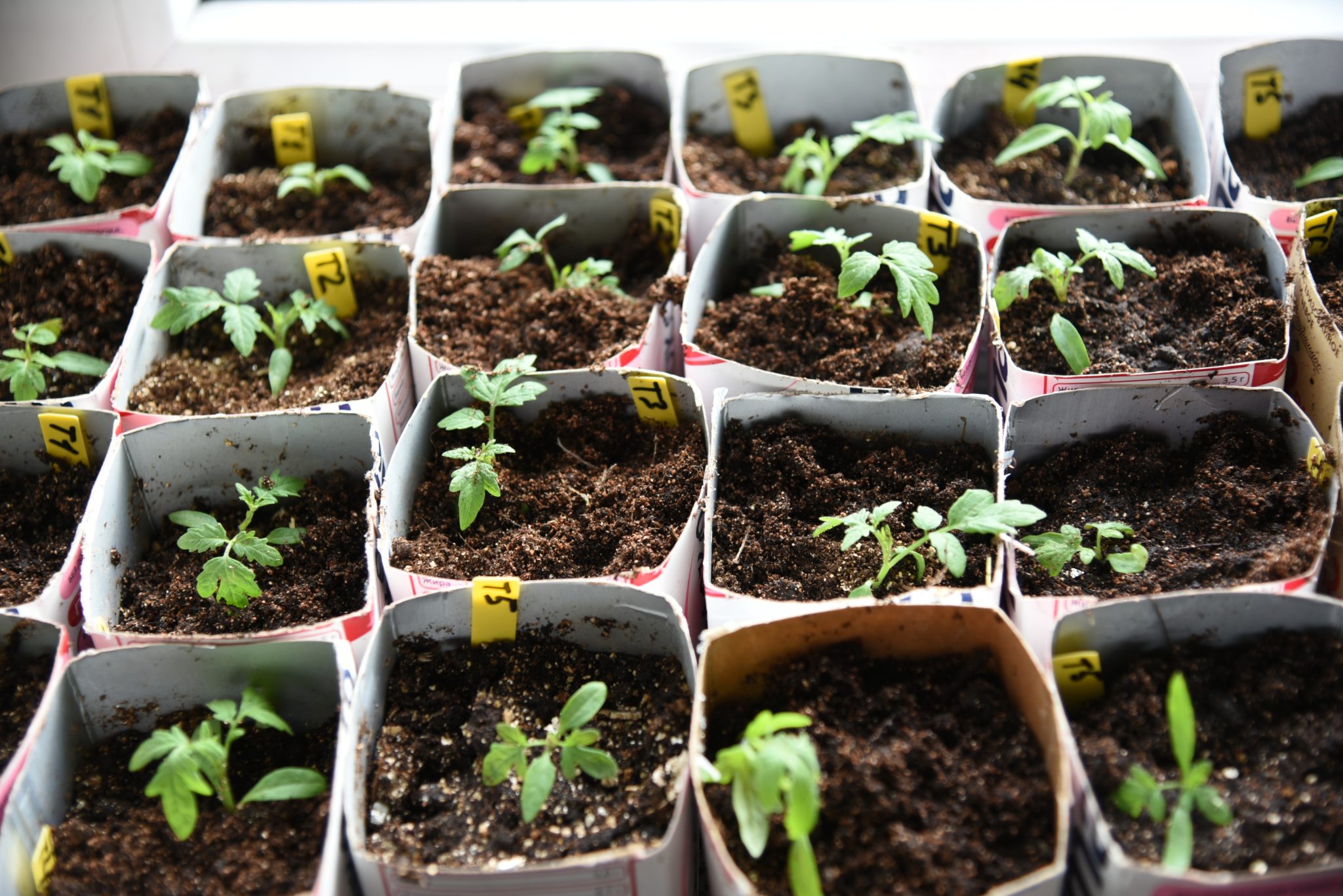 Tomaatin kasvatus | Martat