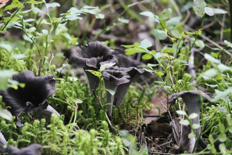 Mustatorvisieni | Martat