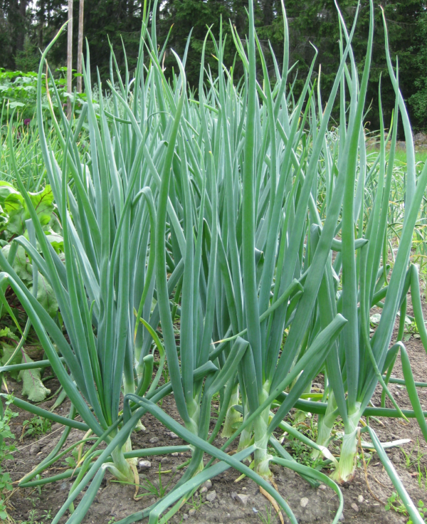 Ruokasipulin kasvatus | Martat