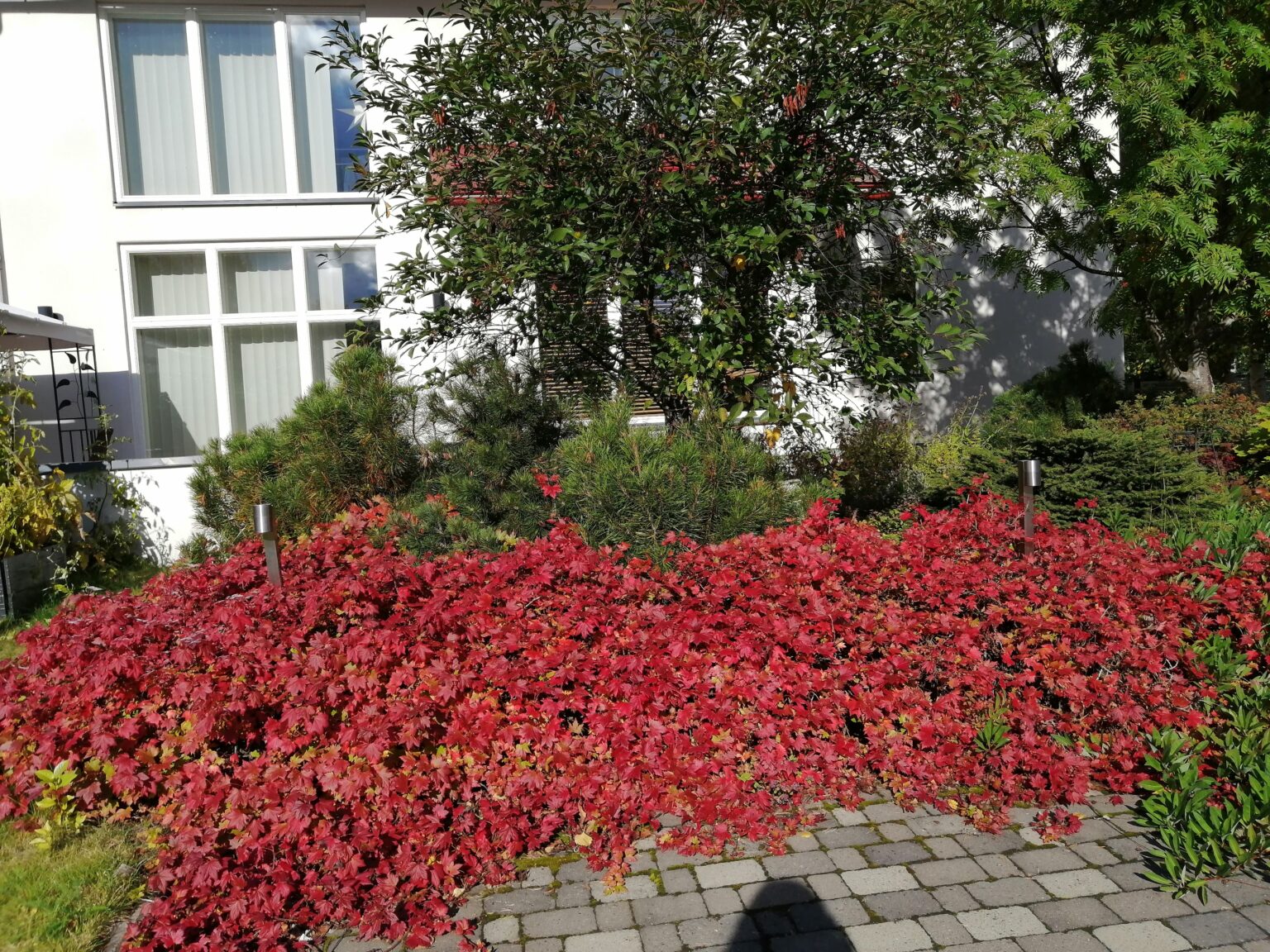 Piha kaipaa kasveja | Martat