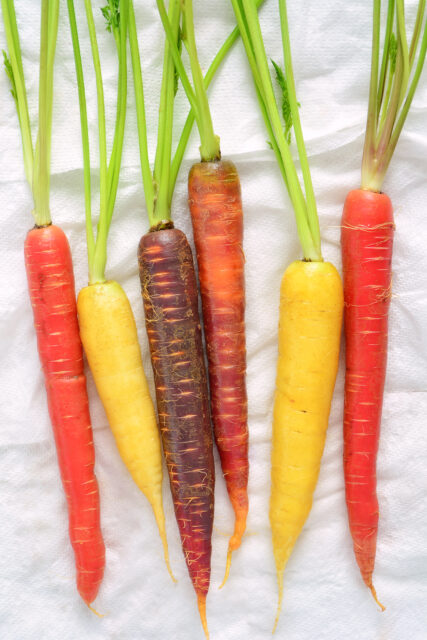 Porkkanan kasvatus | Martat