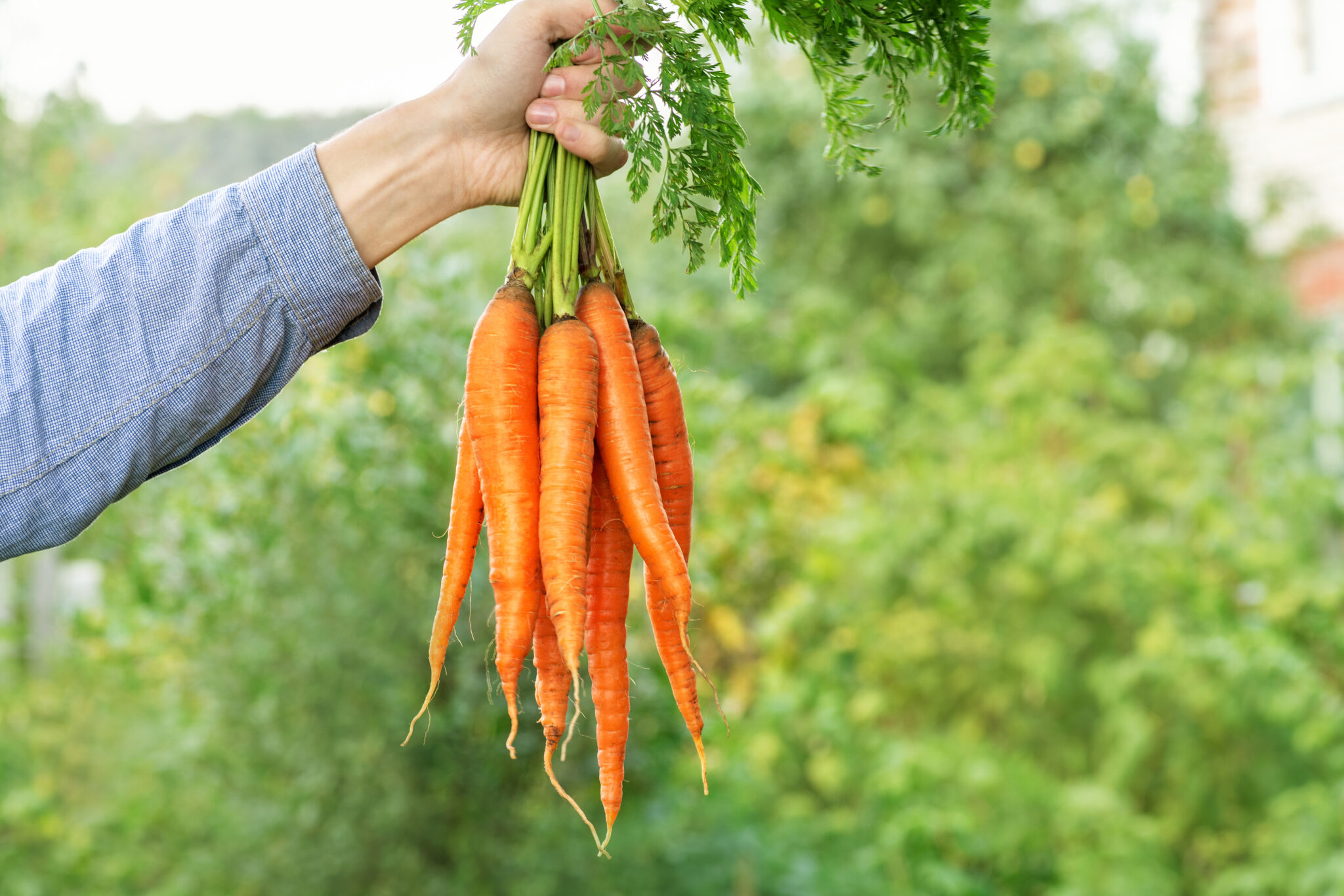 Porkkanan kasvatus | Martat