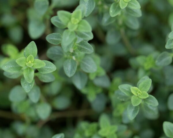 Suunnittele ruukkuviljelyn kasvit | Martat