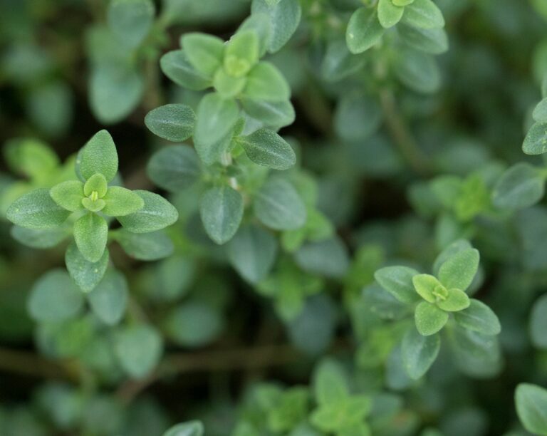 Suunnittele ruukkuviljelyn kasvit | Martat