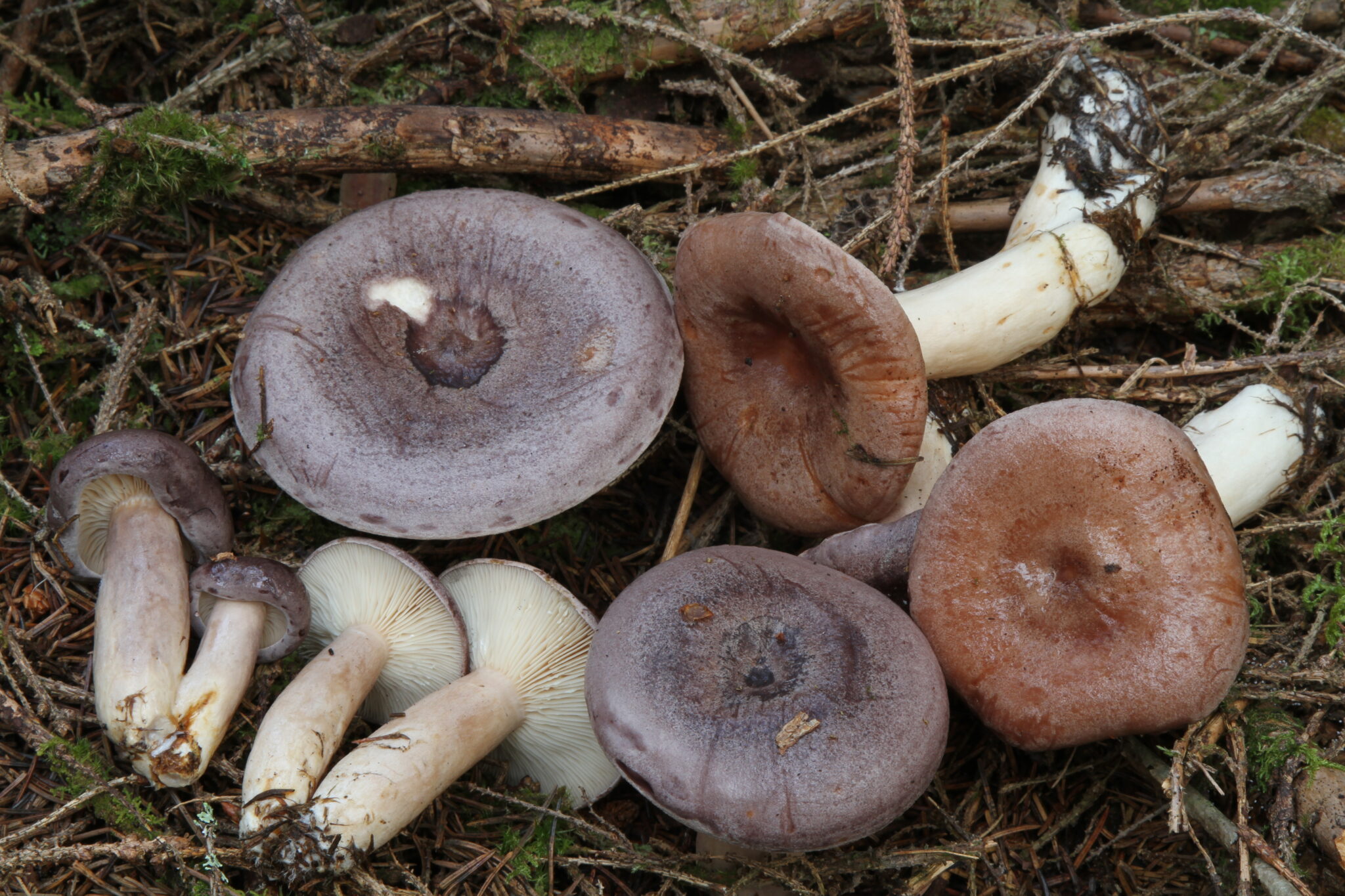 Haaparouskut | Martat