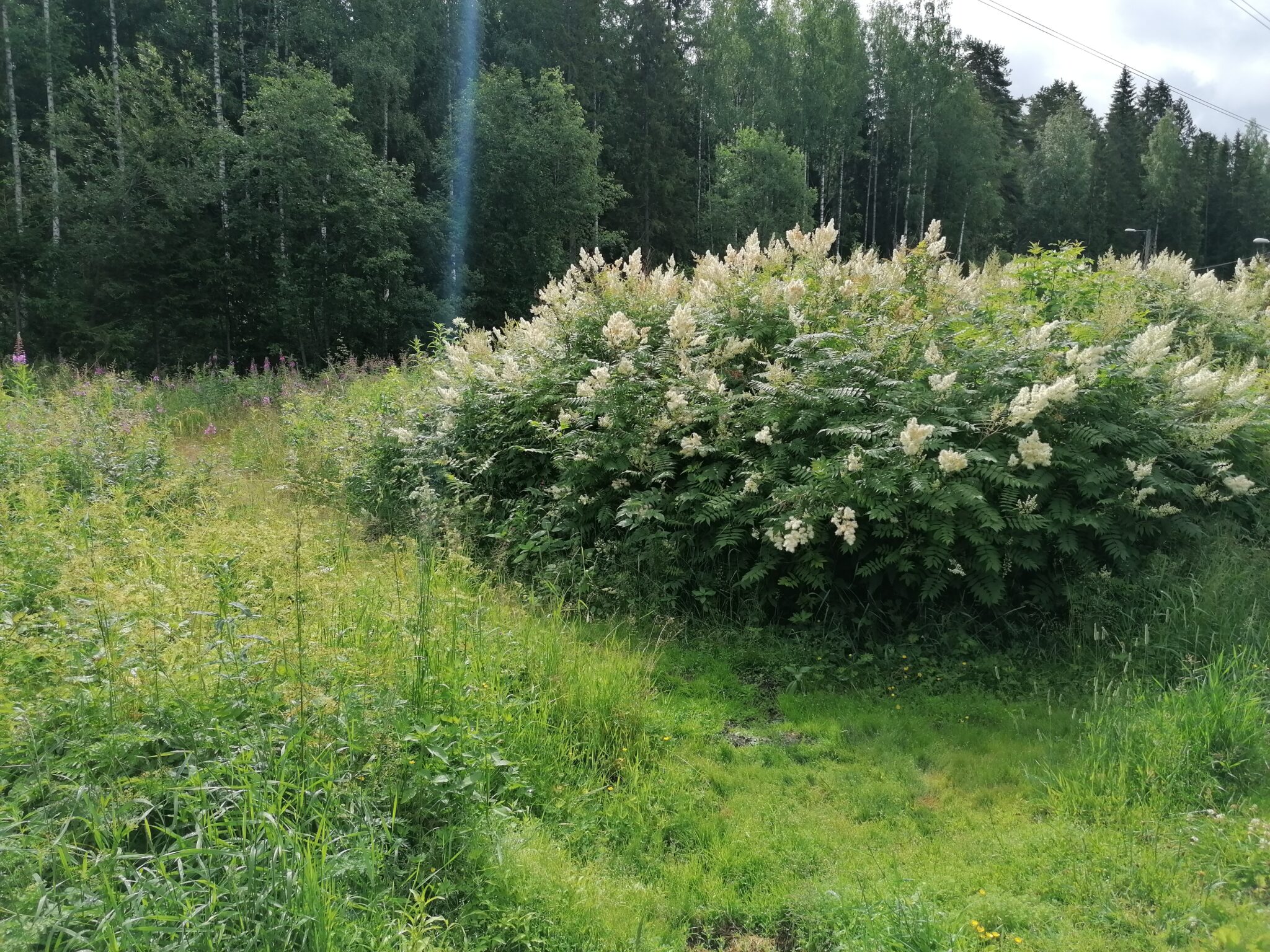 Viitapihlaja-angervo | Martat