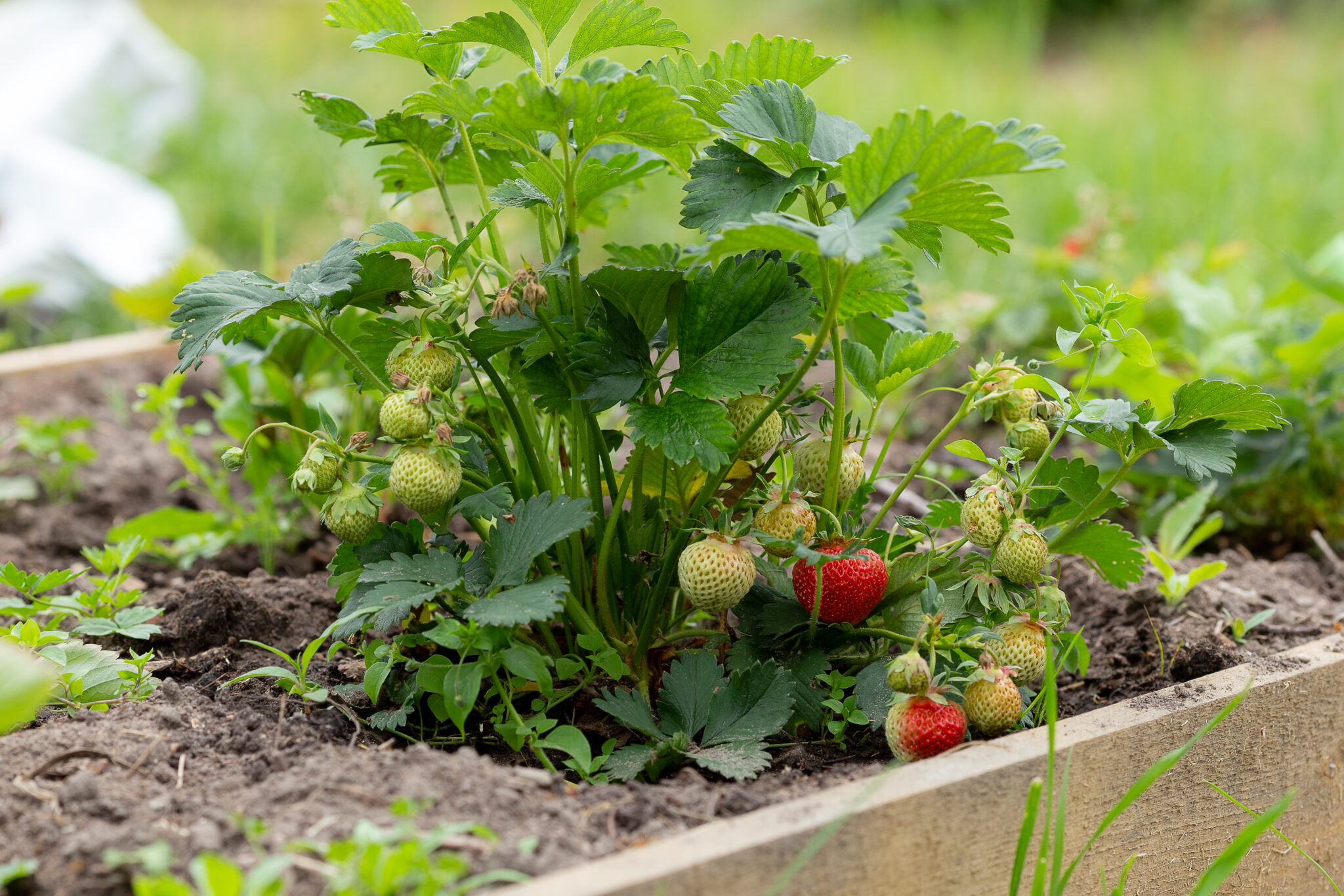 Mansikan kasvatus | Martat