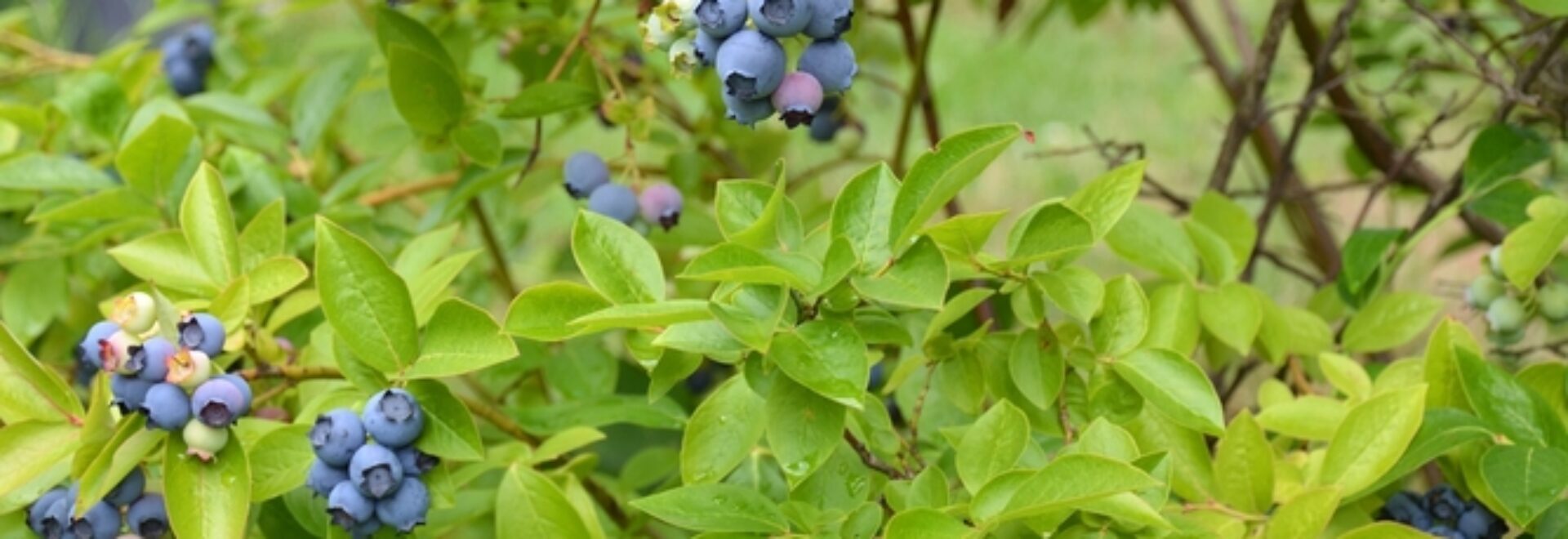 Pensasmustikan kasvatus | Martat