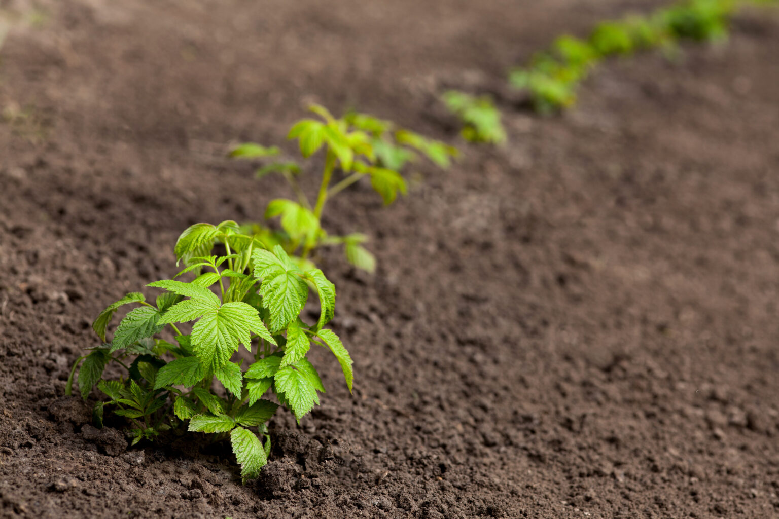 Vadelman kasvatus | Martat