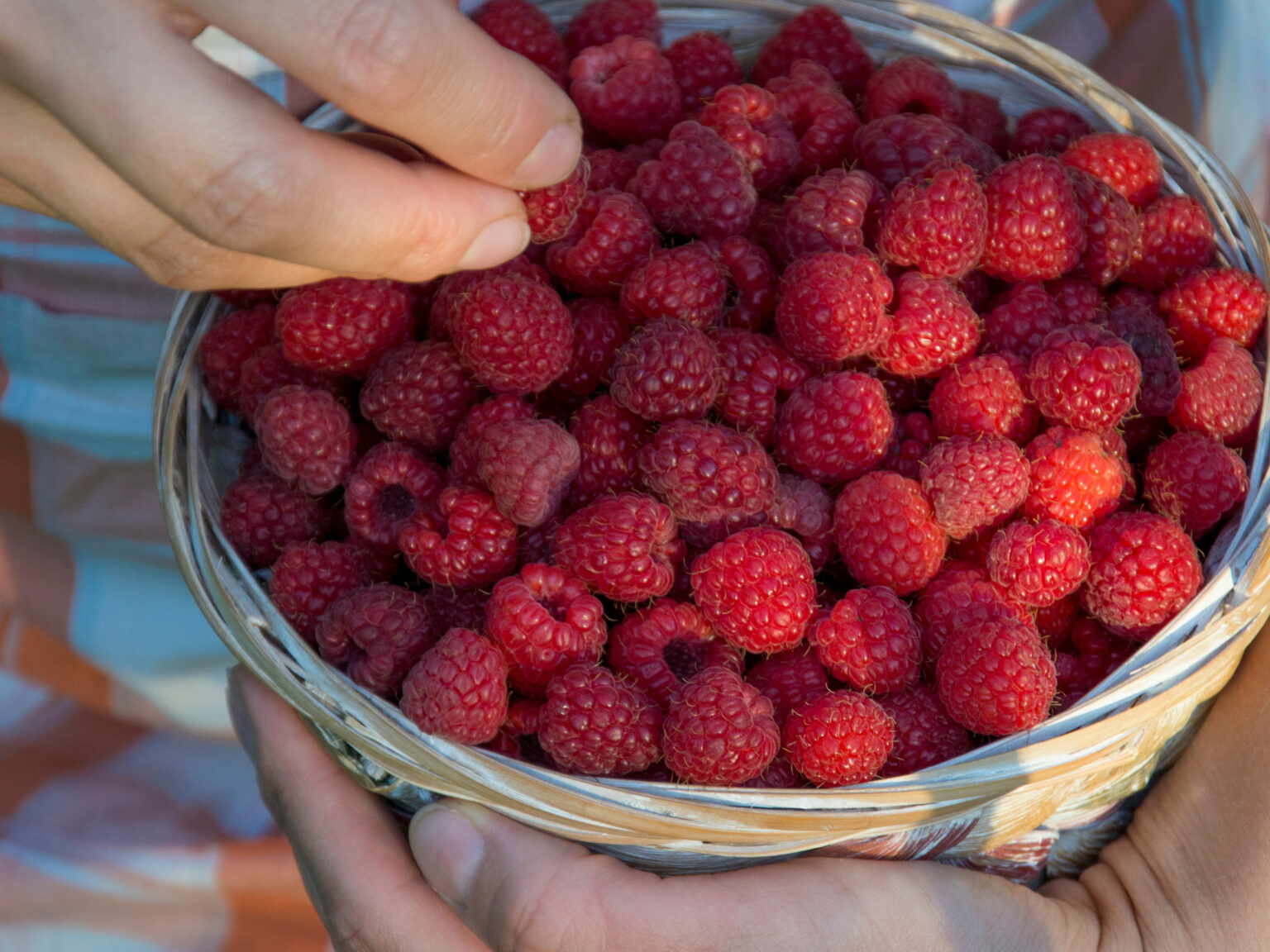 Vadelman kasvatus | Martat