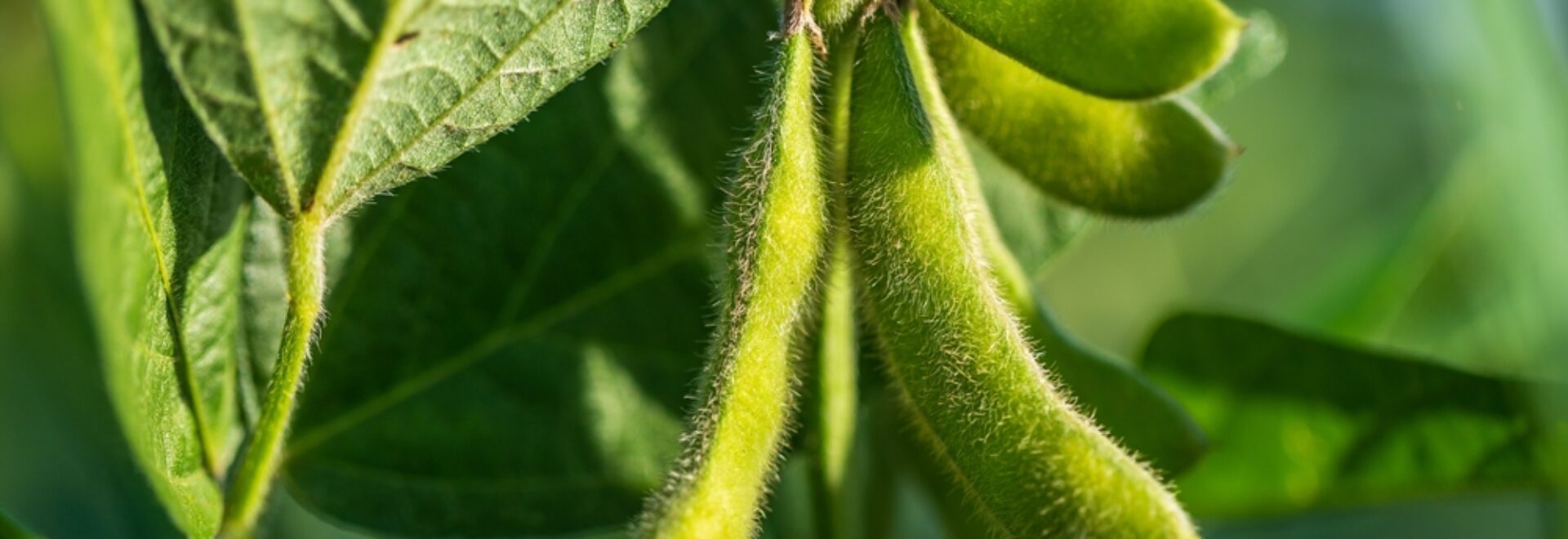 Soijapavun kasvatus | Martat