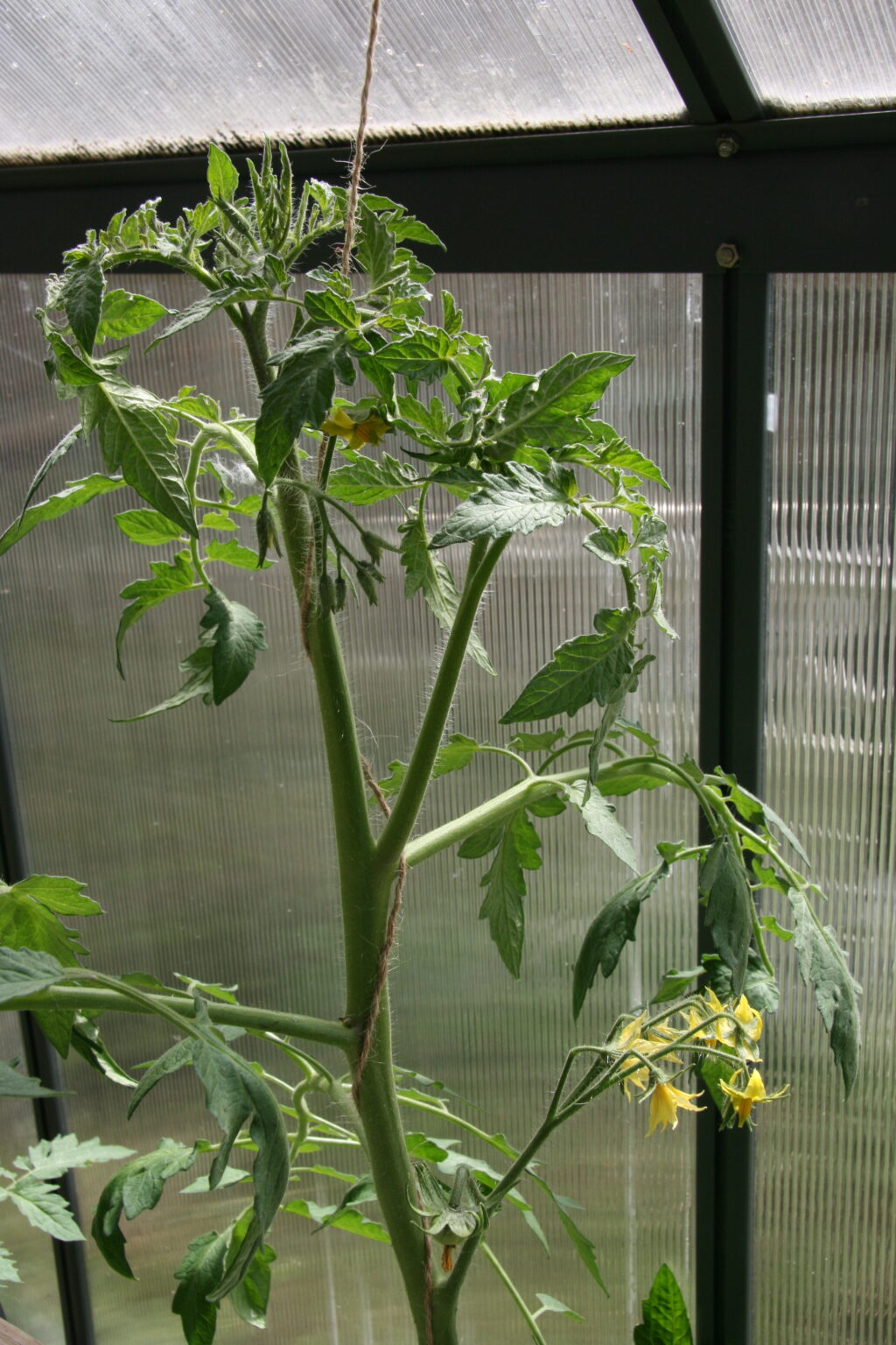 Tomaatin kasvatus | Martat